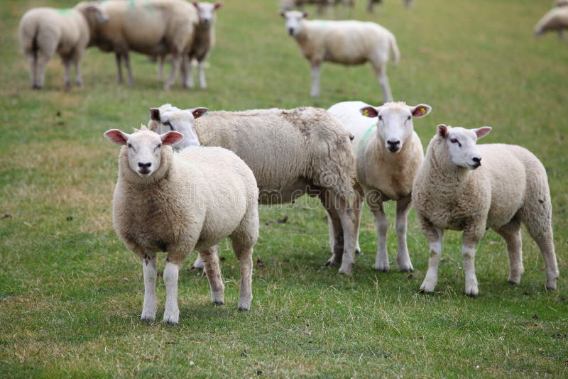 Two sheep stock image. Image of farmland, agri, curly - 20432521