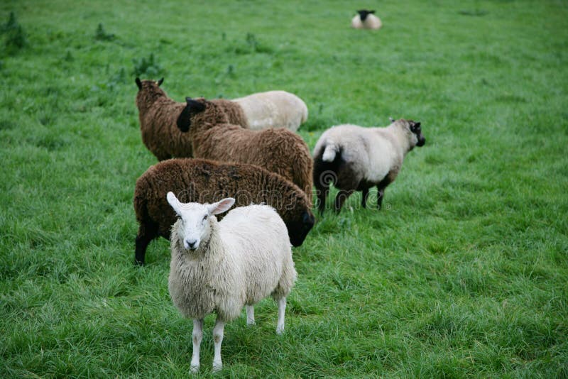 Some sheep stock photo. Image of nature, white, curious - 2053846
