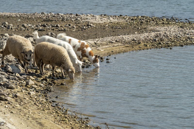 16,303 Sheep Water Photos - Free & Royalty-Free Stock Photos from ...