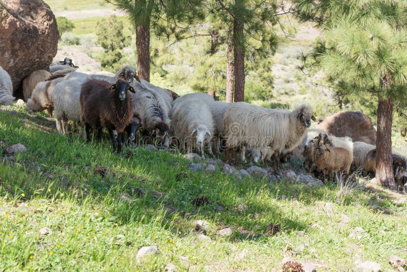 Some Sheep in the Shade of the Trees Stock Photo - Image of green ...