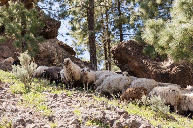 Some Sheep in the Shade of the Trees Stock Image - Image of resting ...