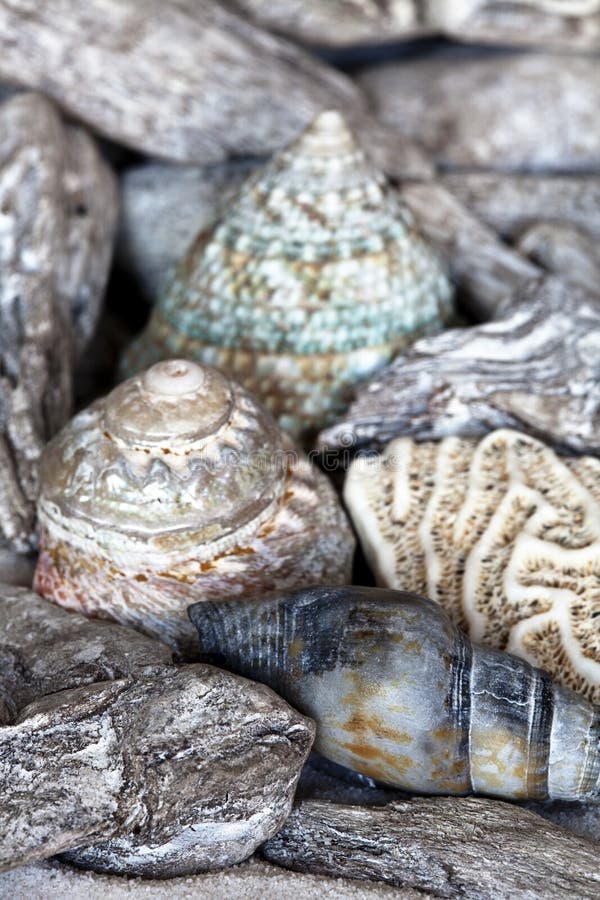 Some Shell and Driftwood Close-up Stock Photo - Image of vertical ...