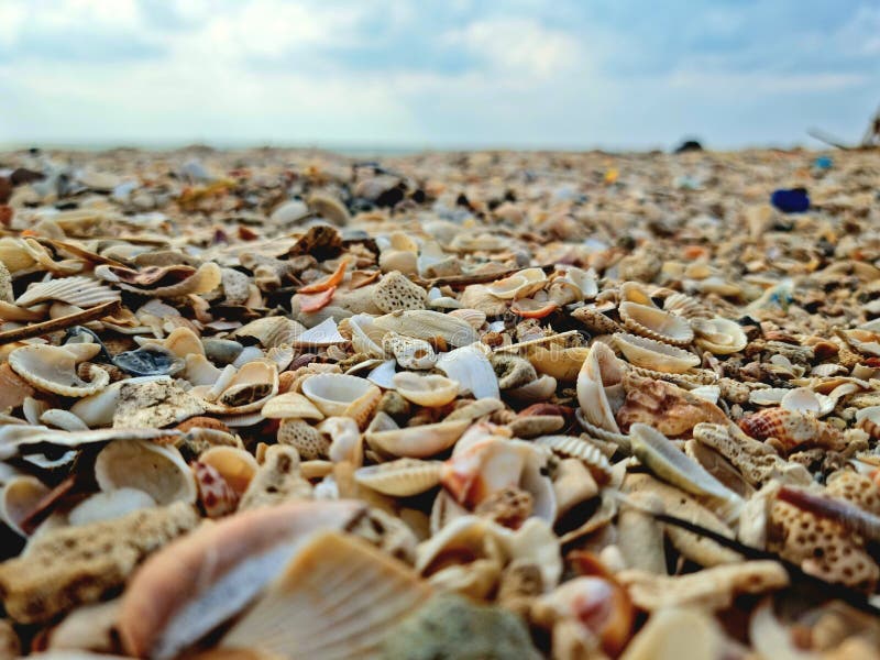 Some Shells and Corals on the Beach. Looks Beautiful and Clean Stock ...