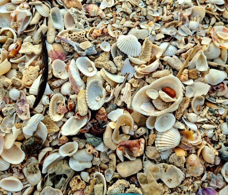 Some Shells and Corals Taken from Top View Stock Photo - Image of ...