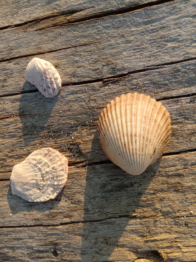 Some Shells in the Sea are Very Beautiful Stock Image - Image of beauty ...
