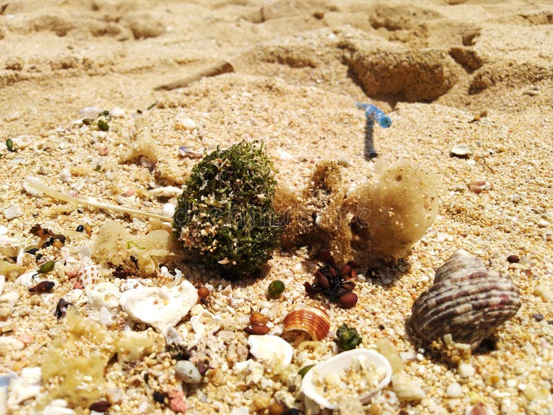 Some Shells and Shells on the Sand Beach Stock Image - Image of sand ...