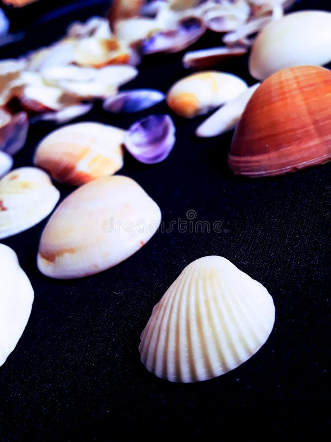 Some Shells that Were Collected Stock Photo - Image of shell, shells ...