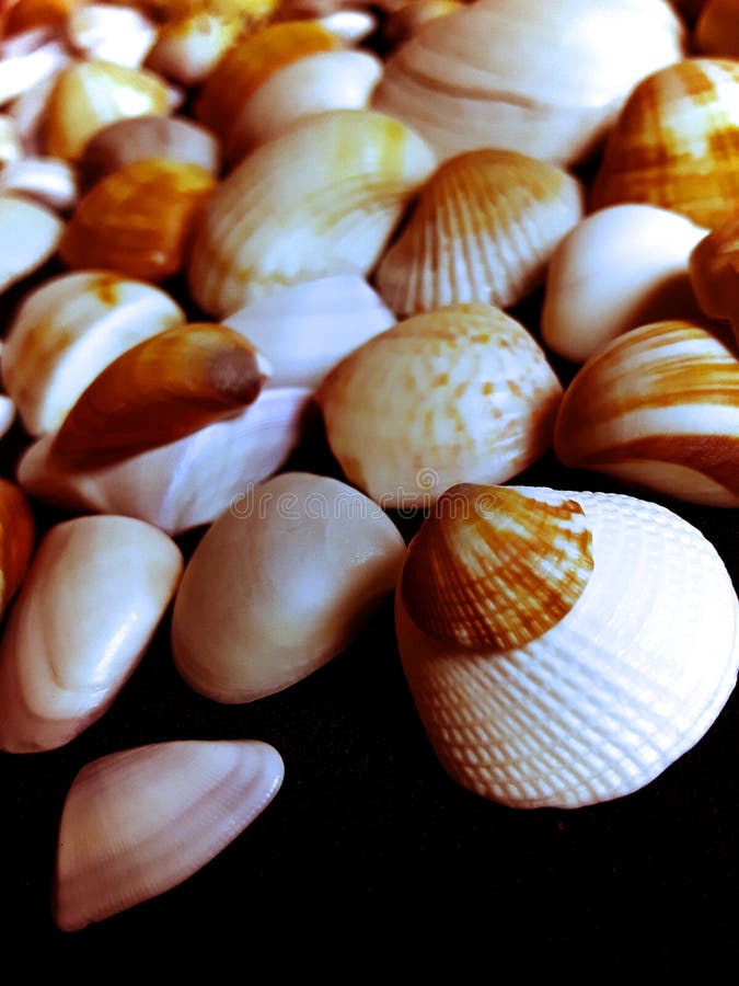 Some Shells that Were Collected Stock Image - Image of marks, colored ...