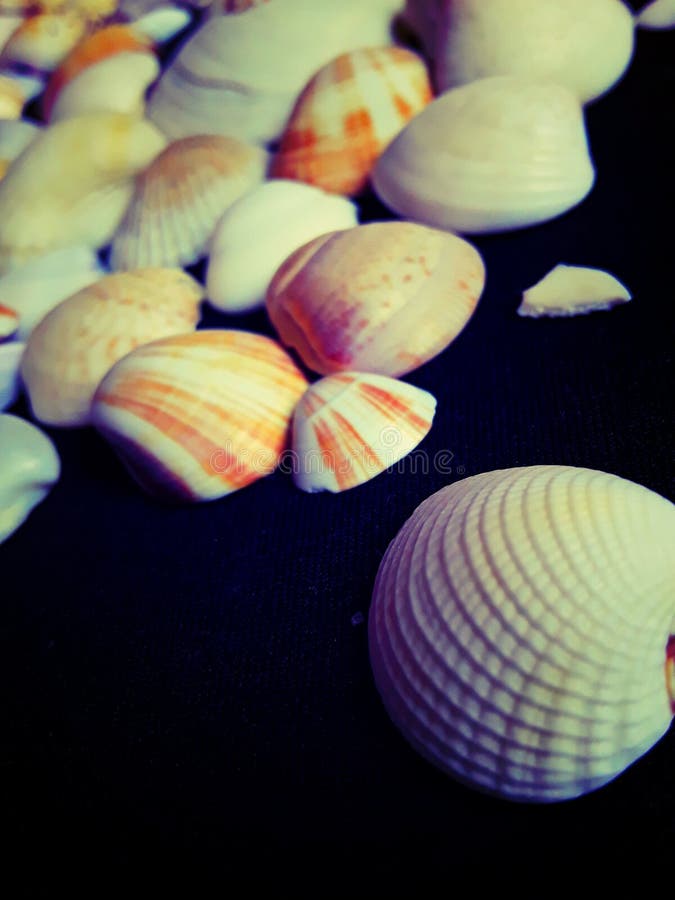 Some Shells that Were Collected Stock Image - Image of embossed, beach ...