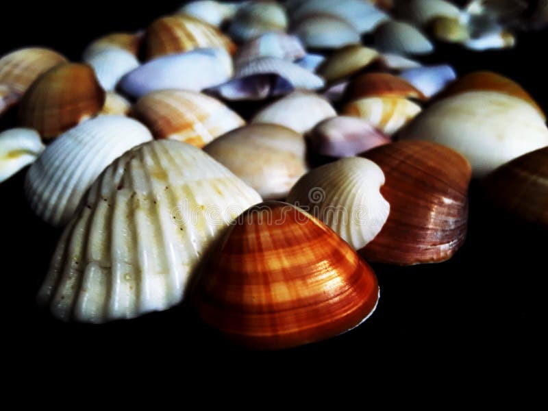 Some Shells that Were Collected Stock Photo - Image of last, shells ...