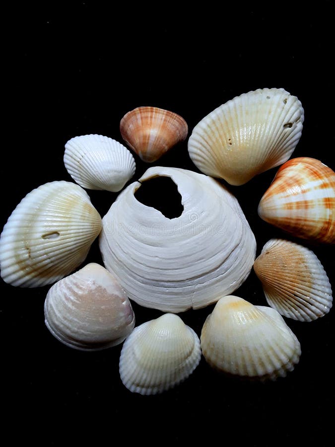 Some Shells that Were Collected Stock Image - Image of last, embossed ...