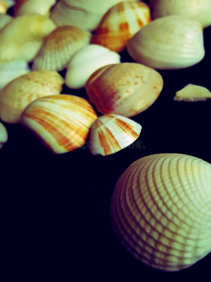 Some Shells that Were Collected Stock Image - Image of colored, marks ...