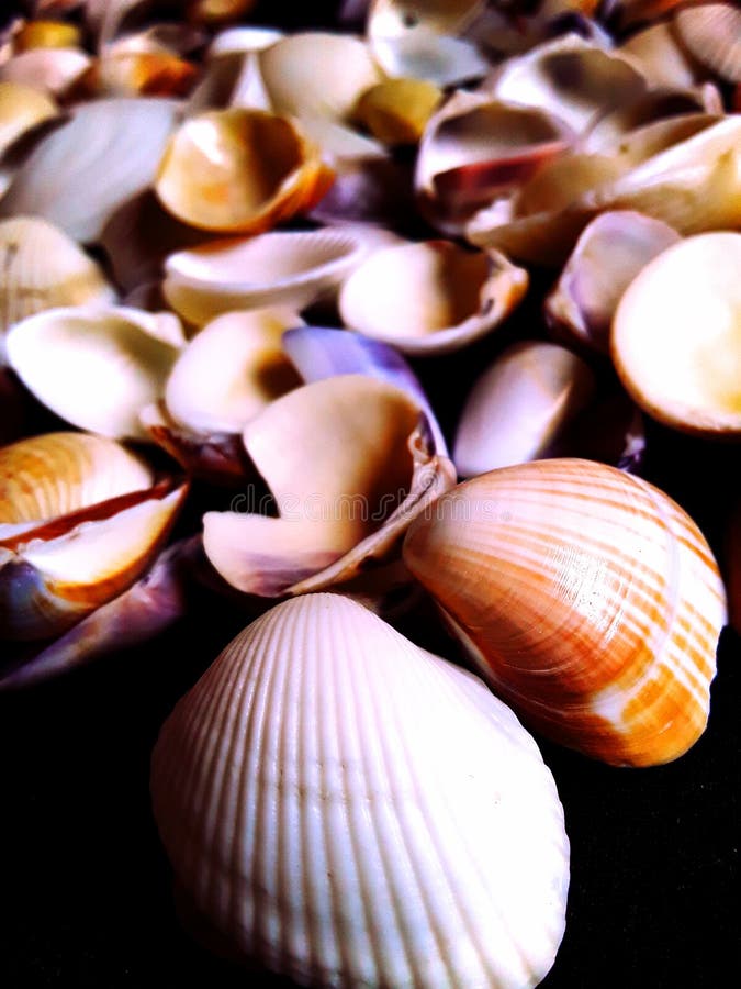 Some Shells that Were Collected Stock Photo - Image of embossed ...