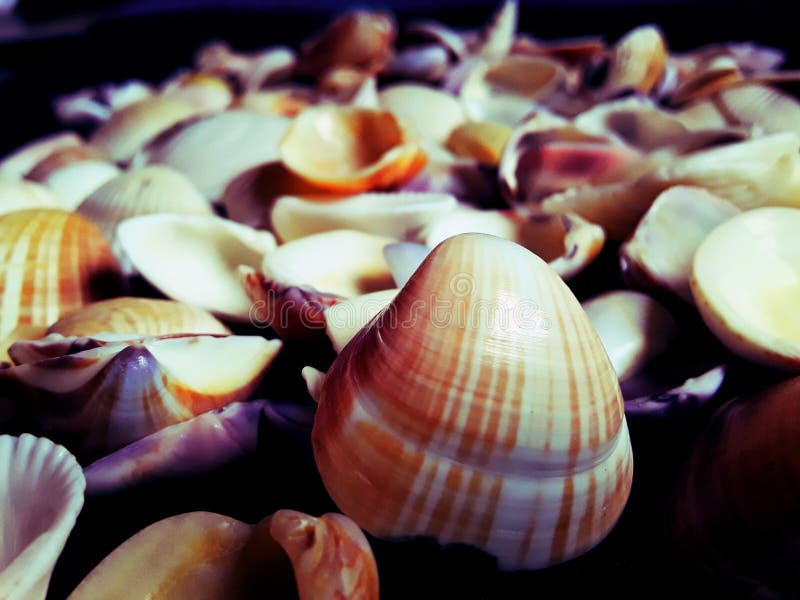 Some Shells that Were Collected Stock Photo - Image of marks, shells ...