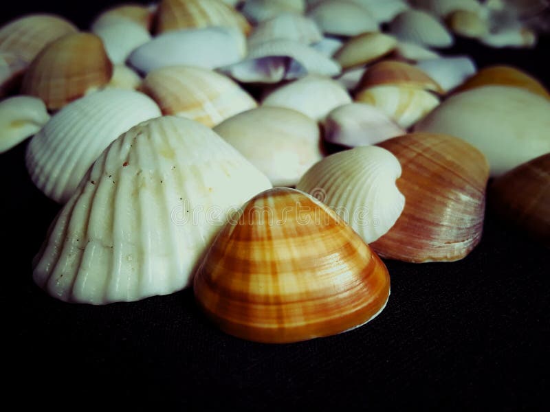Some Shells that Were Collected Stock Image - Image of beach, marks ...