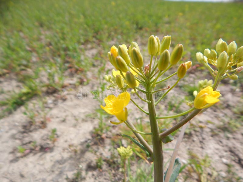 Some Small Colorful Spring Flowers Stock Image - Image of plant ...