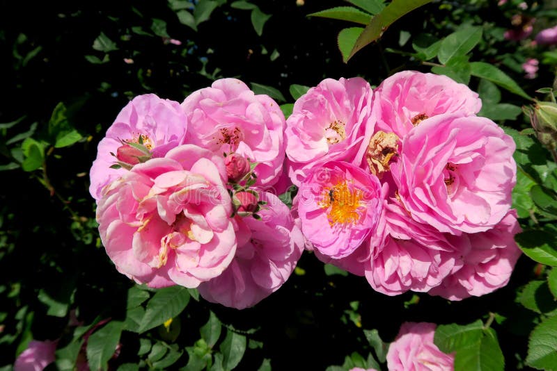 Some Small Pink Roses in a Garden Stock Image - Image of bouquet, green ...