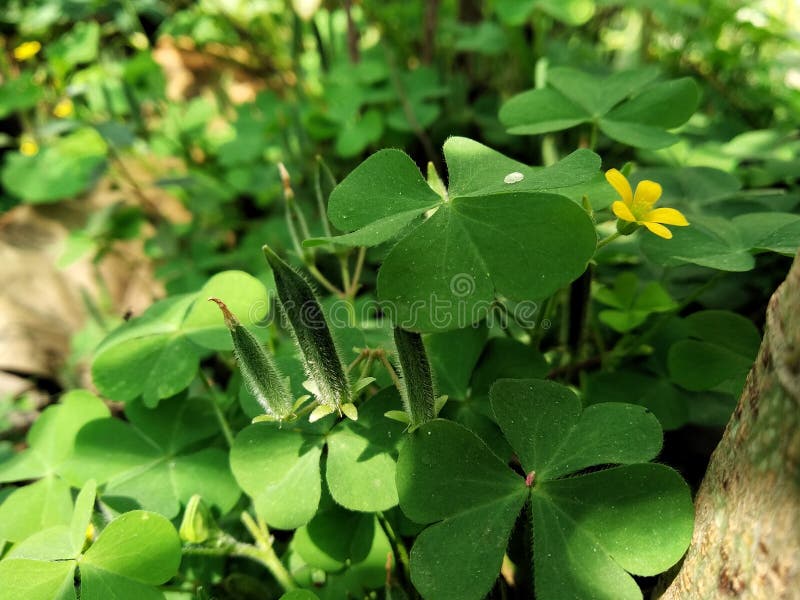 Some Small Plants or Tree Lovely Picture Stock Image - Image of small ...