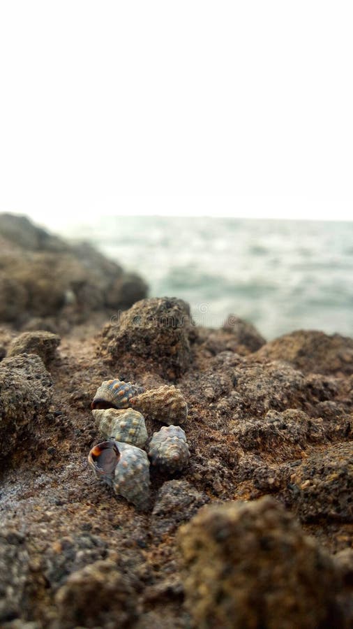 Some Small Sea Snails Rocks Stock Photos - Free & Royalty-Free Stock ...