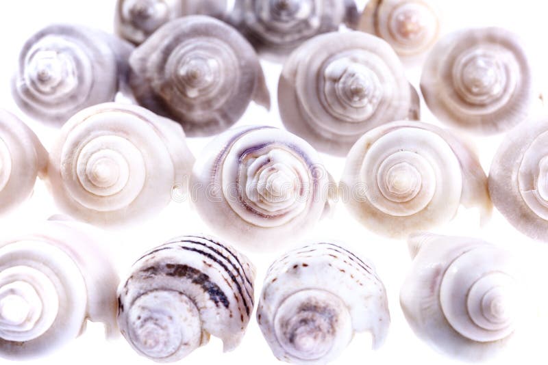 Some Small Seashells of Marine Snail on White Background Stock Image ...