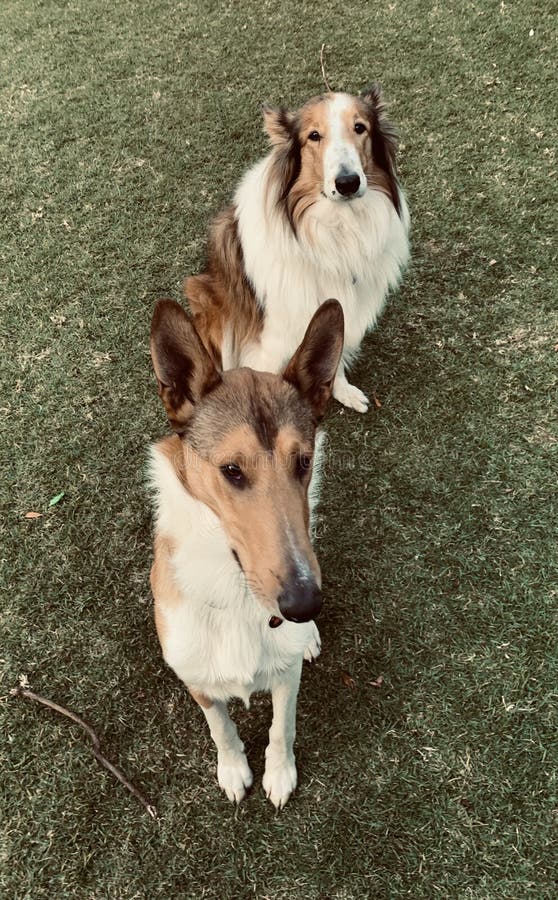 Collies, line up stock image. Image of pets, smooth - 248966959