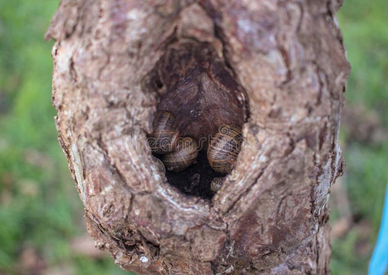 Some Snails Inside an Apple Tree Stock Image - Image of blurred ...