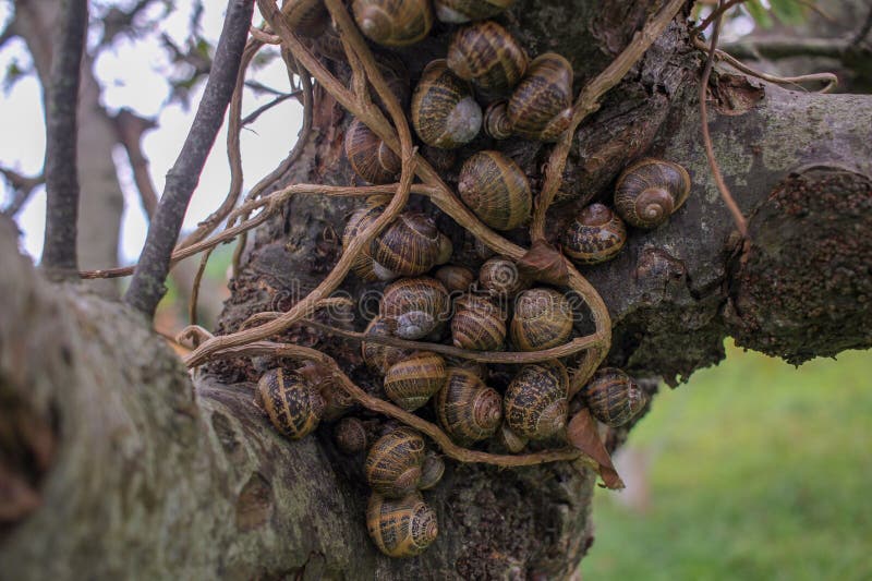 Some Snails Living Together in a Tree Stock Photo - Image of collective ...