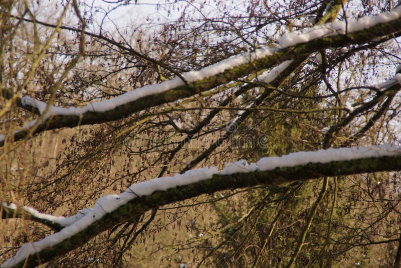 Some snow on branches stock image. Image of branch, nature - 109737331