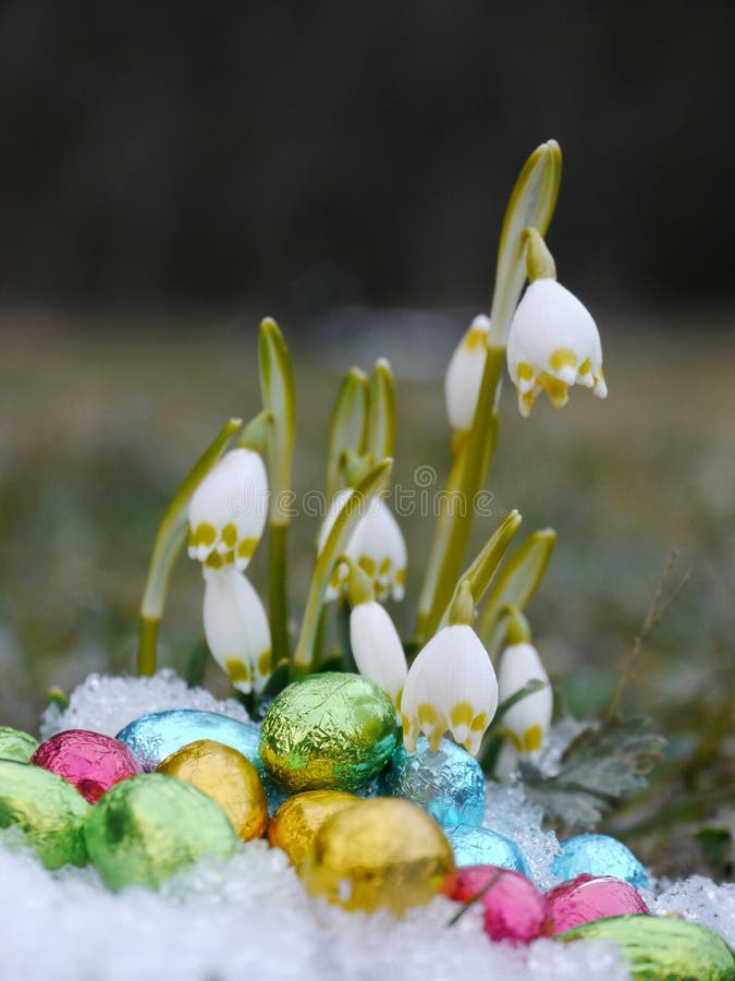 Some Snowdrops Chocolate Eggs Snow Stock Photo - Image of green, white ...