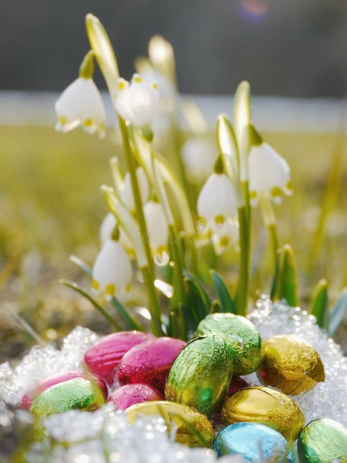 Some Snowdrops Chocolate Eggs Snow Stock Image - Image of last ...
