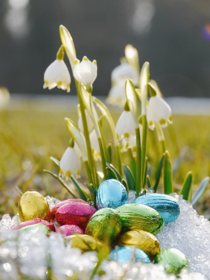 Some Snowdrops Chocolate Eggs Snow Stock Image - Image of eggs, white ...