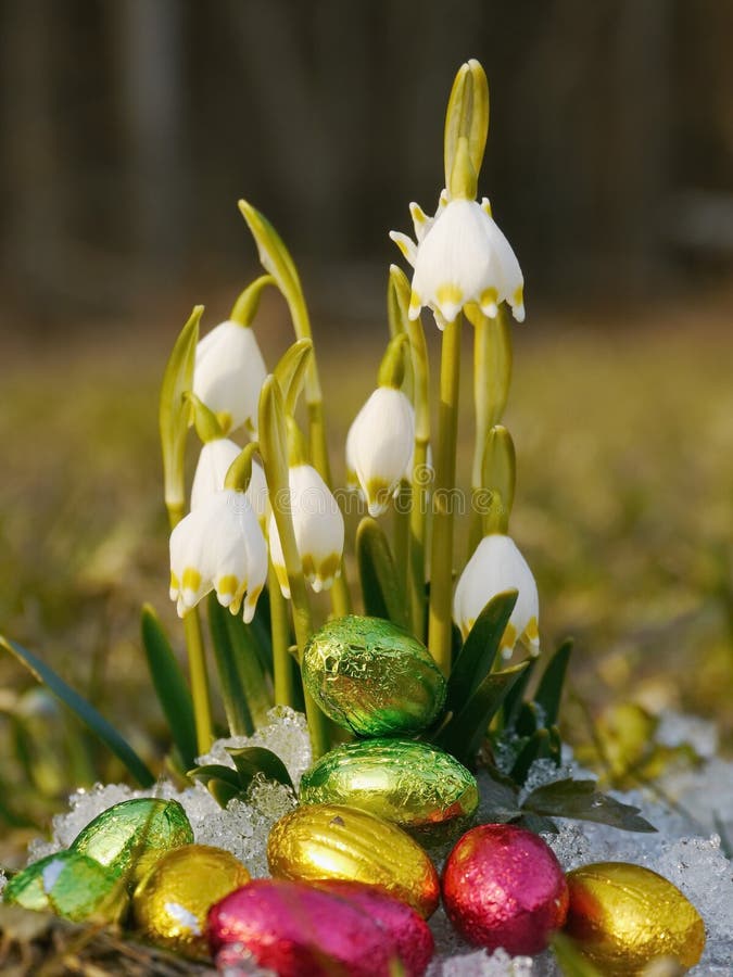 Some Snowdrops Chocolate Eggs Snow Stock Photo - Image of chocolate ...
