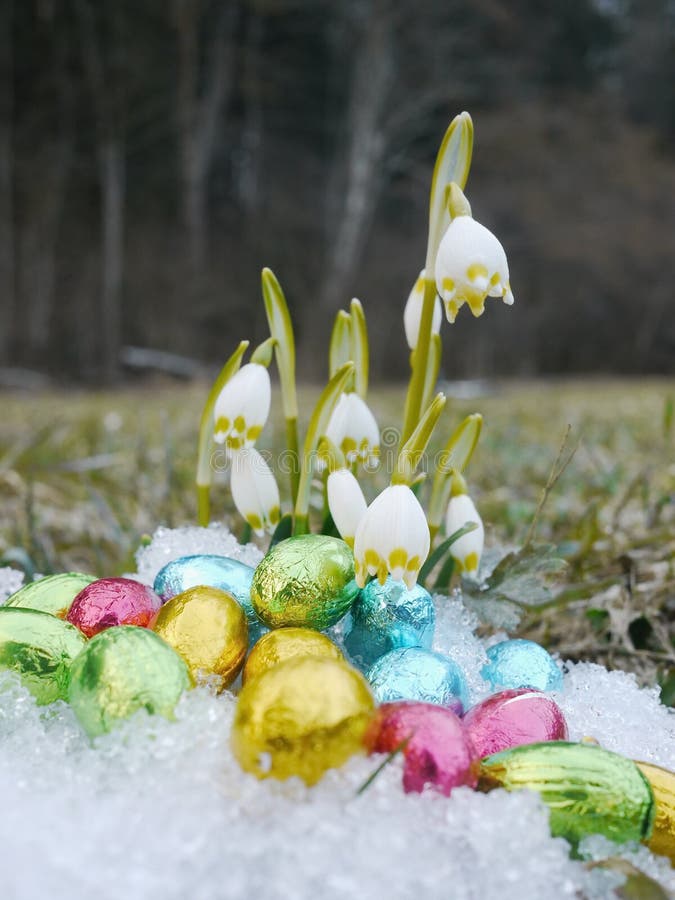Some Snowdrops Chocolate Eggs Snow Stock Image - Image of snowdrops ...