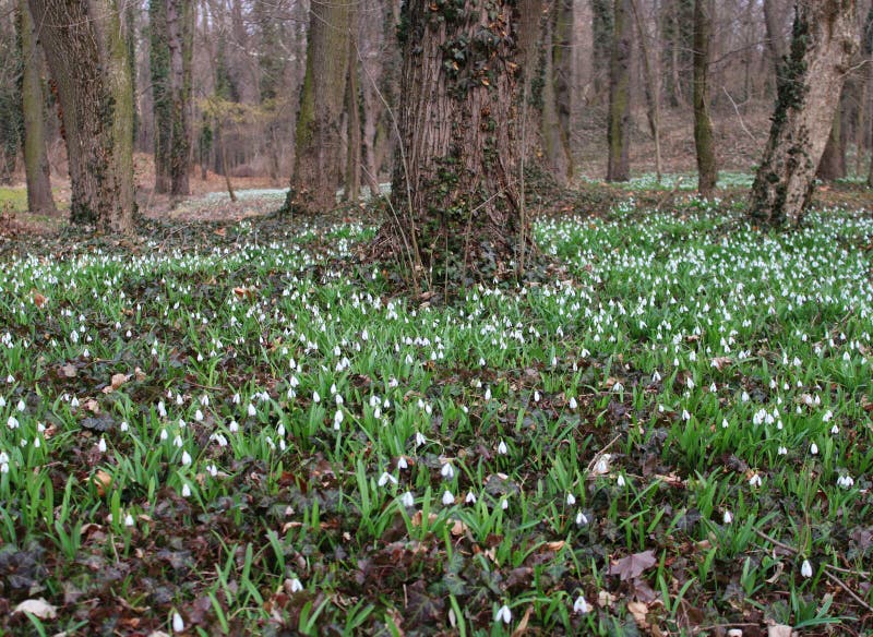 Snowdrops in the forest stock image. Image of carpet - 28693971
