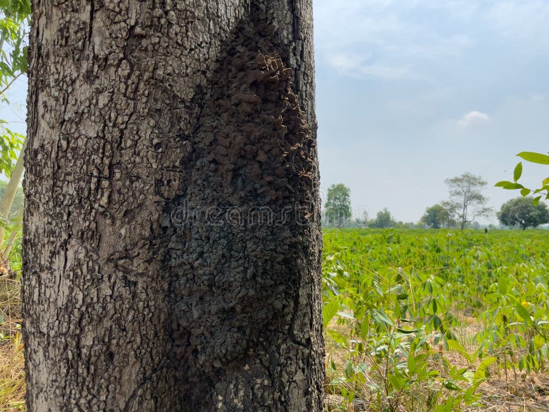 Termite nest on the tree. stock photo. Image of agriculture - 238978644