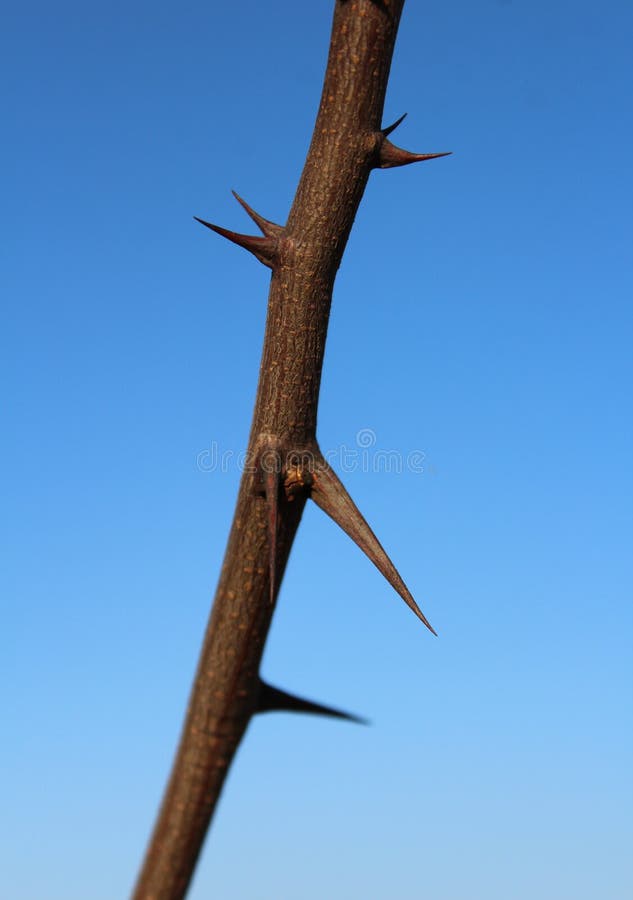 Some spikes on a plant stock photo. Image of nature - 106814404