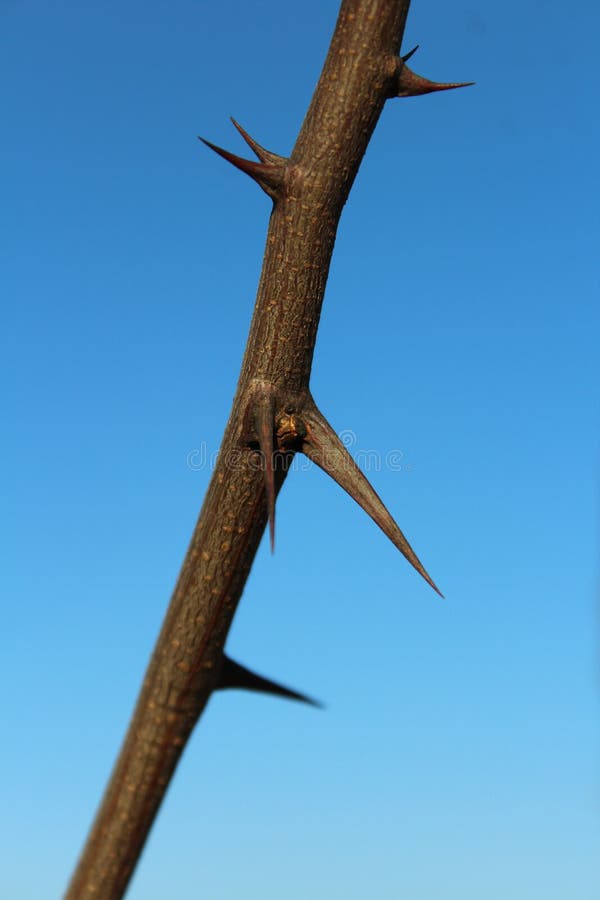 Some spikes on a plant stock photo. Image of nature - 106814404