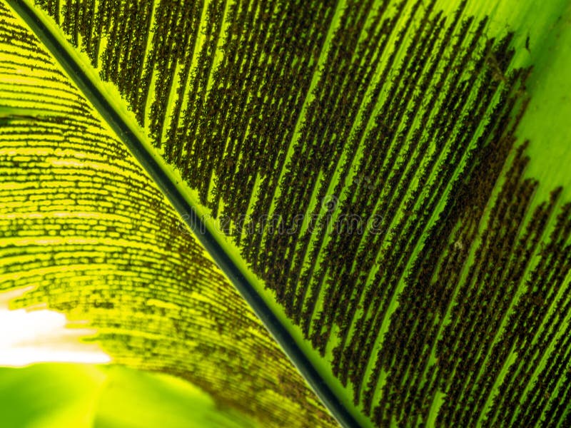 Some Spores Texture on the Back of Fern Leaf Stock Photo - Image of ...