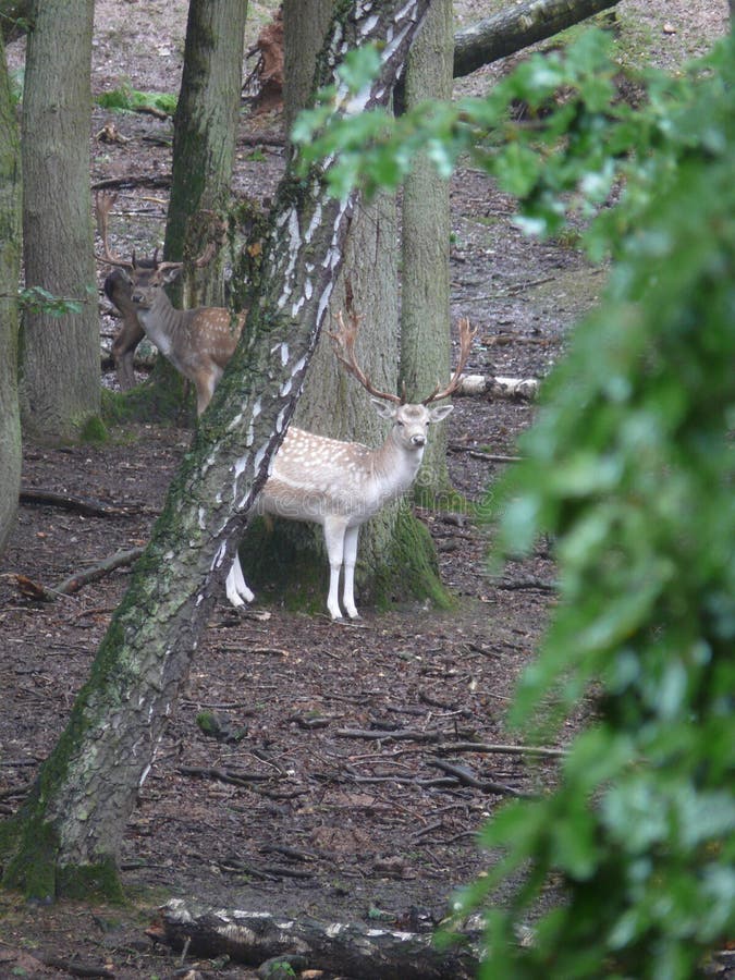 Different Coloured Stags between Some Trees Stock Image - Image of head ...