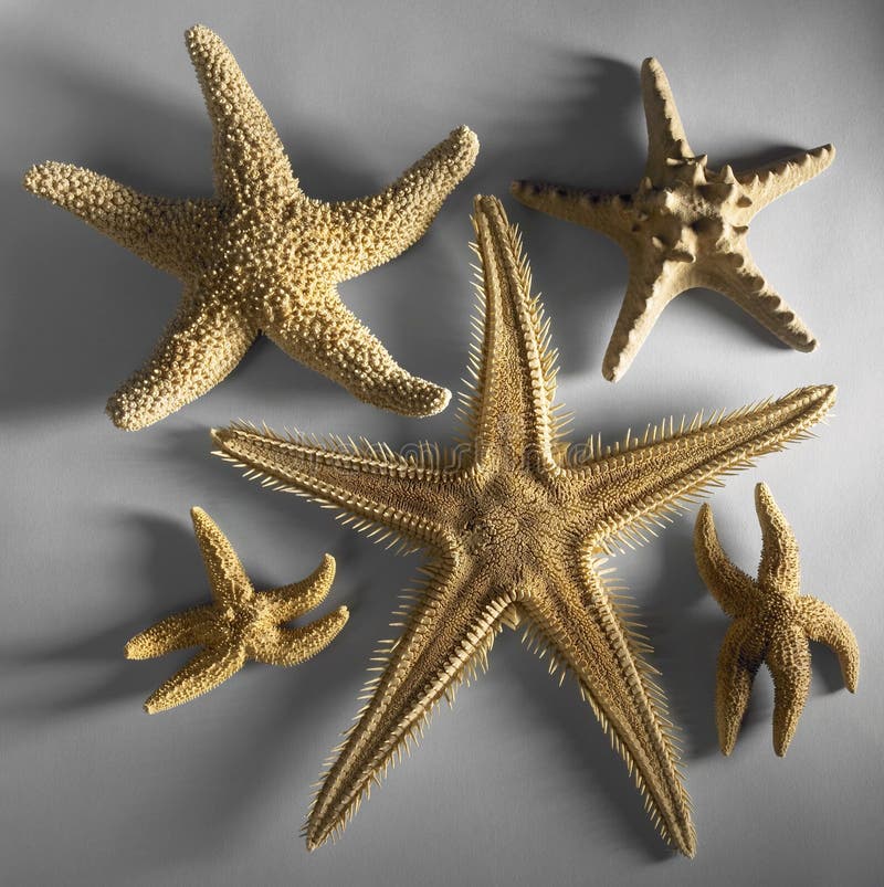 Some starfishes stock photo. Image of spiky, decoration - 21577012
