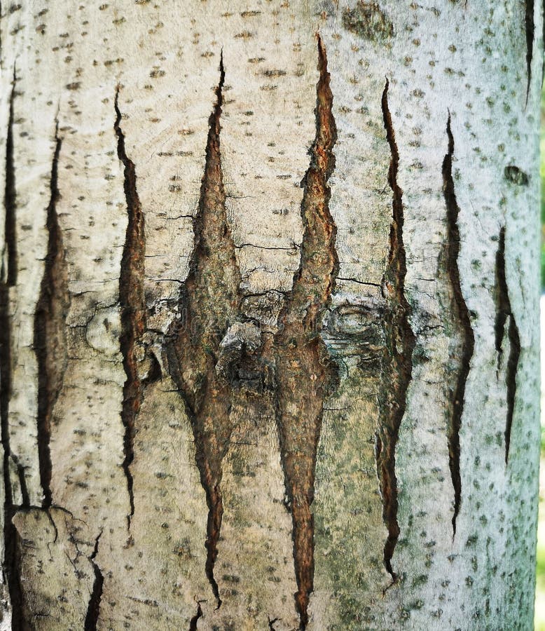 Some Streaks in the Trunk of a Tree Stock Photo - Image of scotch ...
