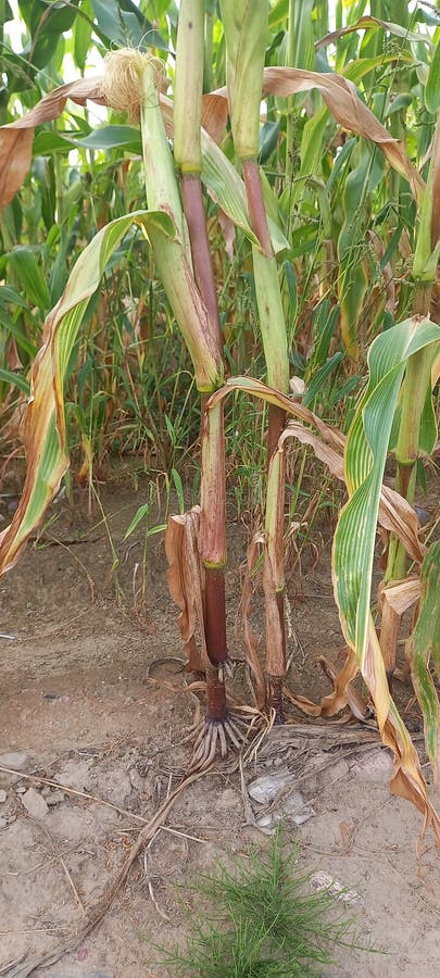 Roots of corn stock image. Image of leaf, strong, fruit - 254682661