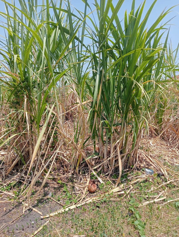 Some Sugar Cane Trees Dry Out in the Dry Season Stock Photo - Image of ...