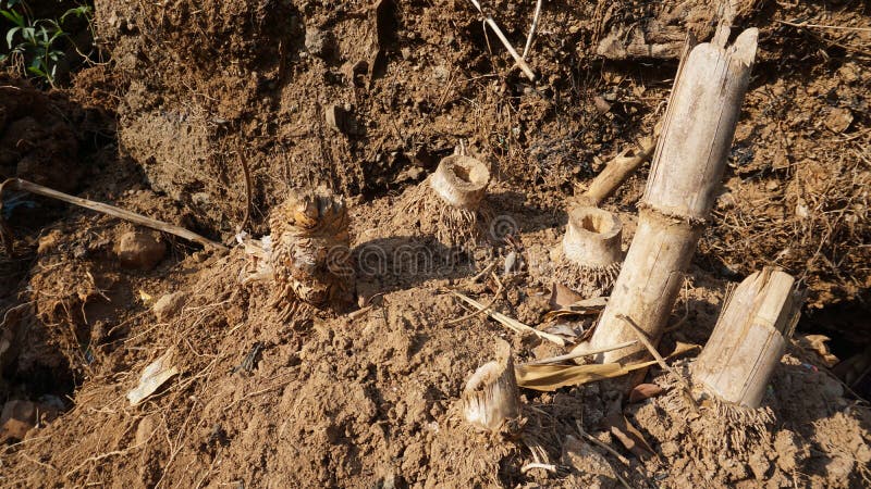 Some Texture of Bamboo Roots Stock Image - Image of dried, roots: 160633903