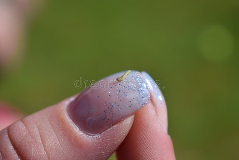 Some tiny caterpillar stock image. Image of tiny, caterpillar - 70797183
