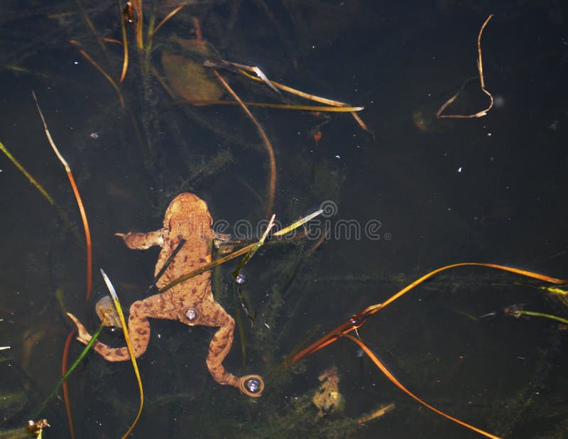 Floating Black Bird stock image. Image of float, faith - 123405121