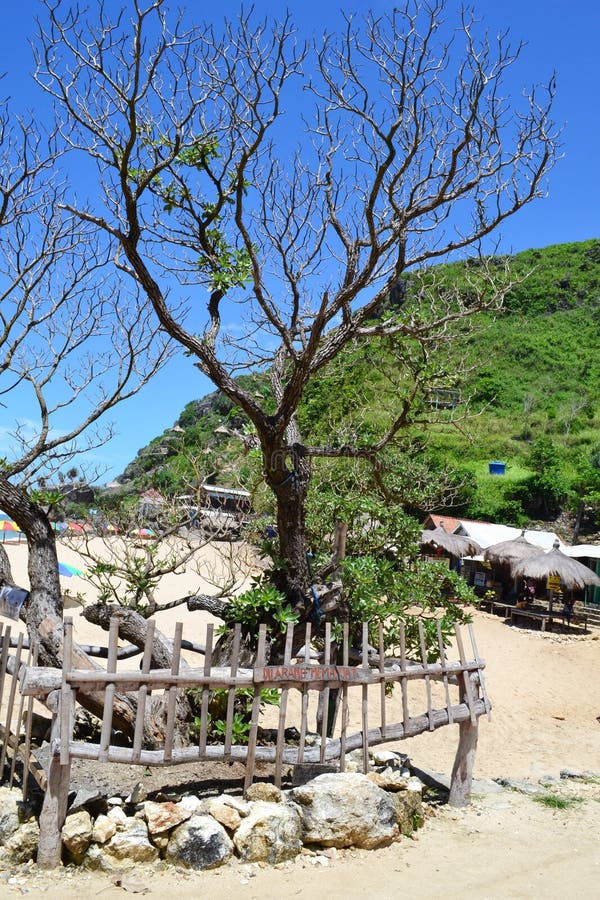 Tree in a beach editorial photo. Image of growing, beach - 117187201
