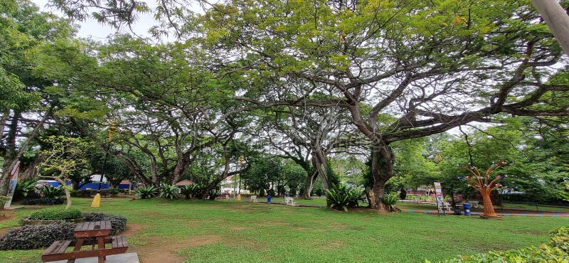 Some Tree in the Garden Town Stock Photo - Image of tree, town: 273213072