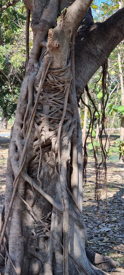 Some of these Trees Around the Temple Complexes in Thailand are Truly ...