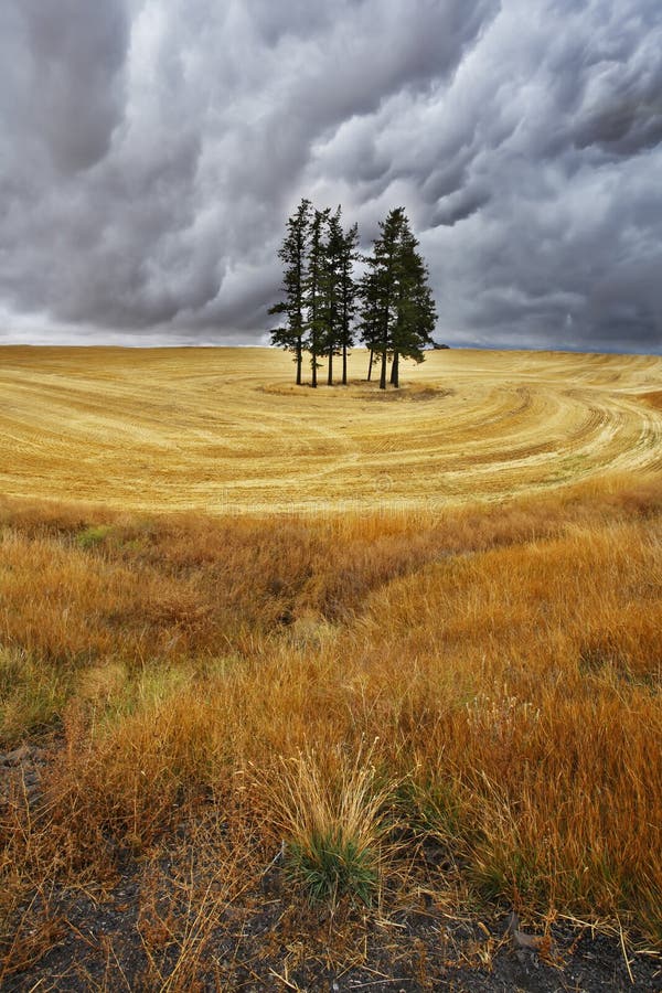 Some trees in fields stock image. Image of plant, farm - 11822749